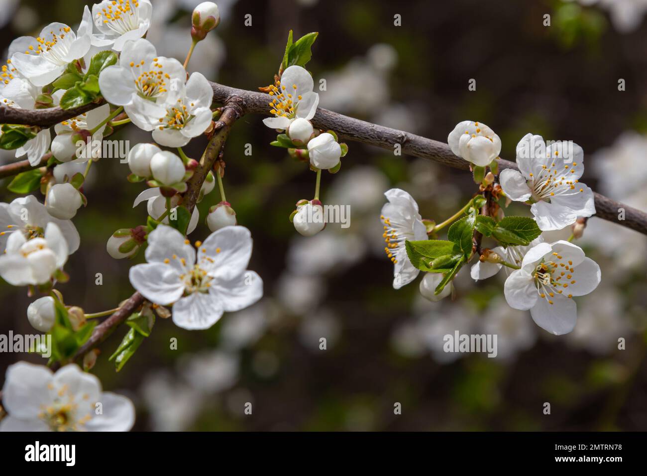 Prunus Cerasifera Blooming white plum tree. White flowers of Prunus ...