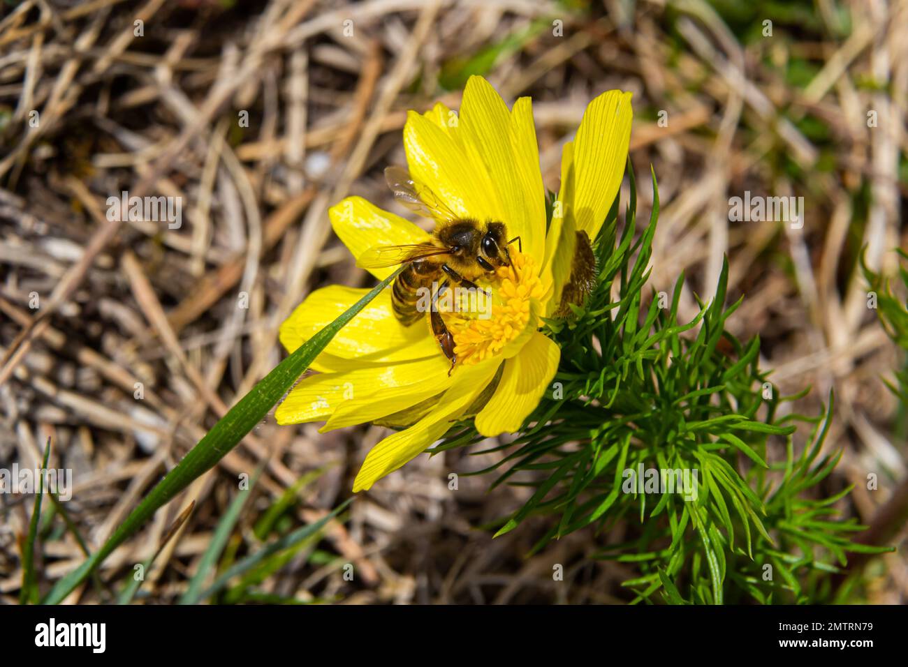 Honey bee on blooming adonis flower, Spring background, honey bee ...