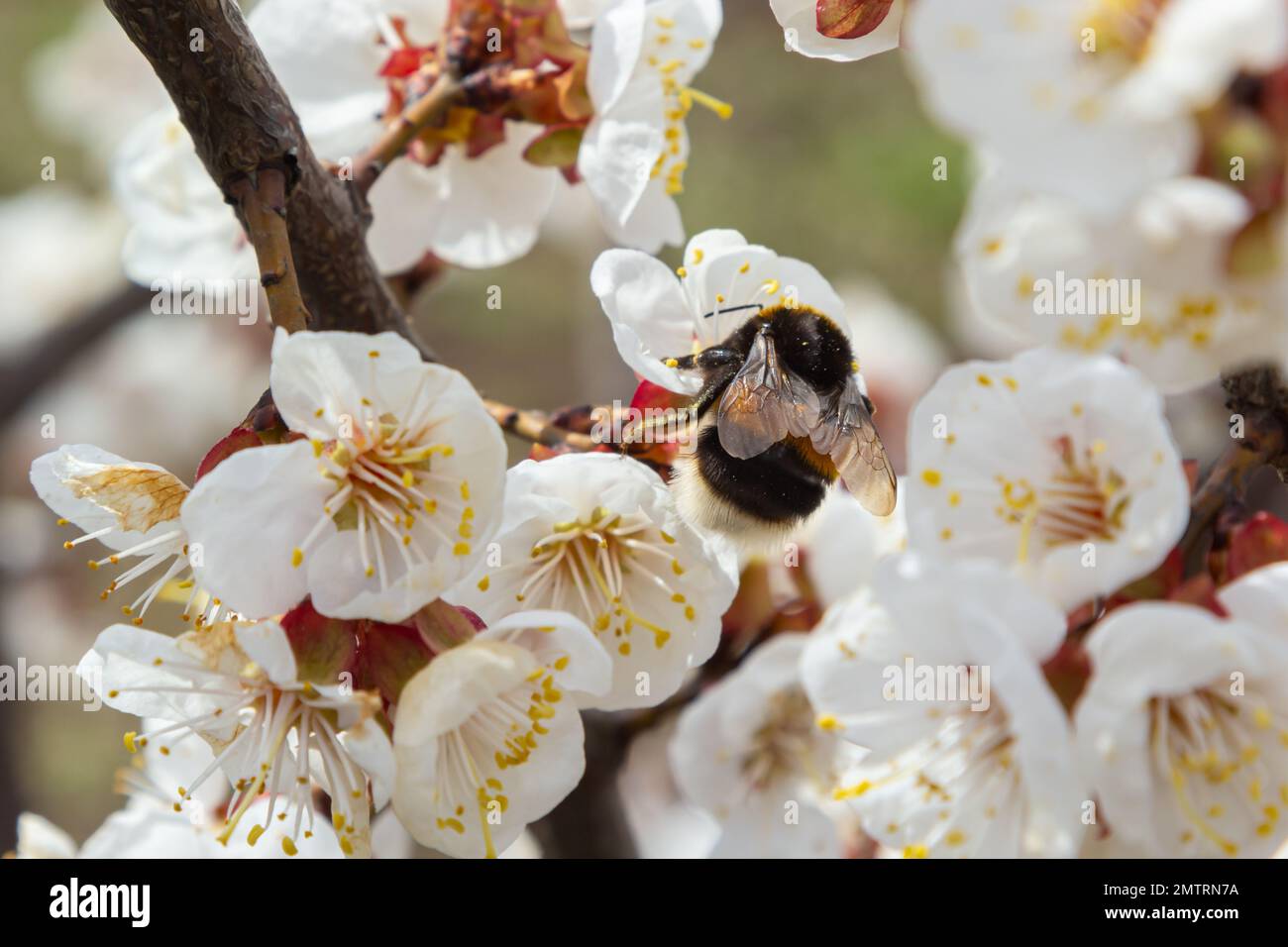 Cute little bumblebee collecting pollen from white apricot blossoms in ...