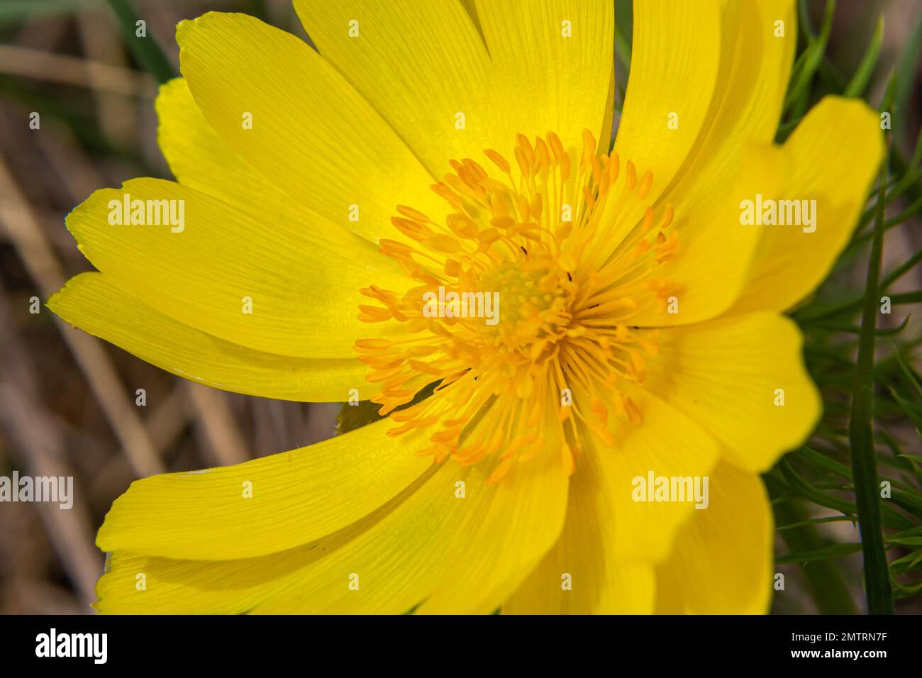 Yellow forest flowers Adonis vernalis, pheasant's eye, spring pheasant ...