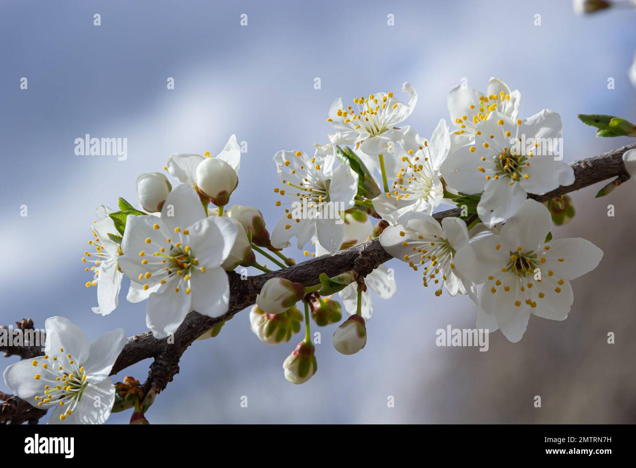 Prunus Cerasifera Blooming white plum tree. White flowers of Prunus ...