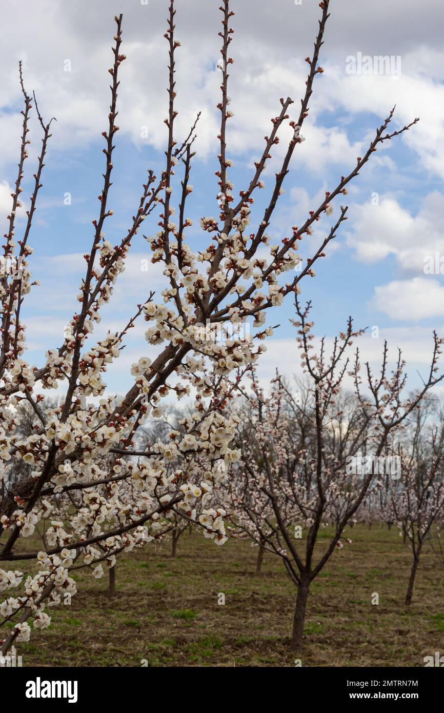 Springtime spring flowers beautiful orchard hi-res stock photography ...