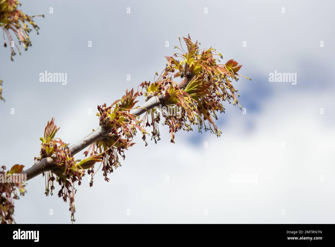 Young Maple leaves in spring,common name as Acer is a genus of trees ...
