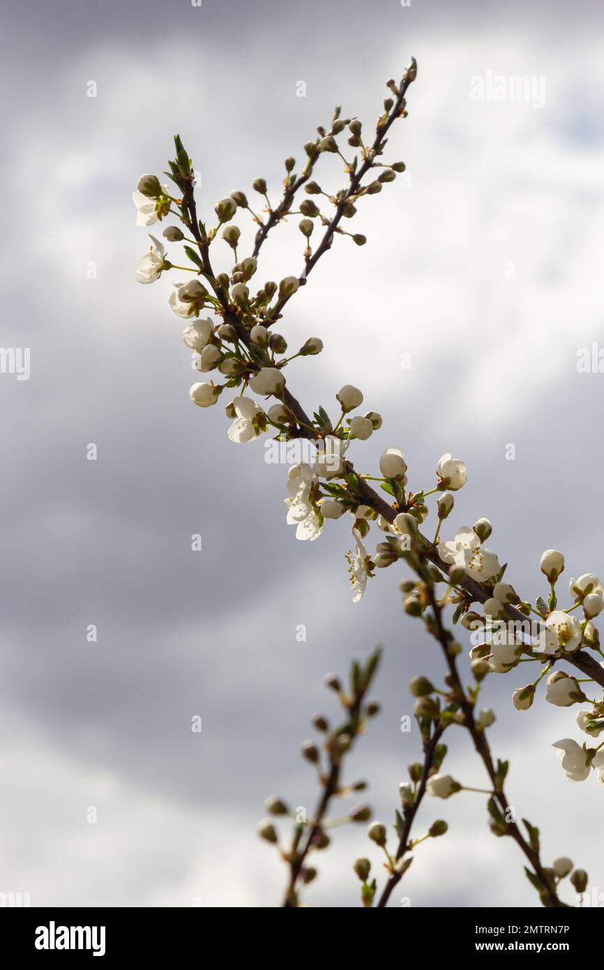 Prunus Cerasifera Blooming white plum tree. White flowers of Prunus ...
