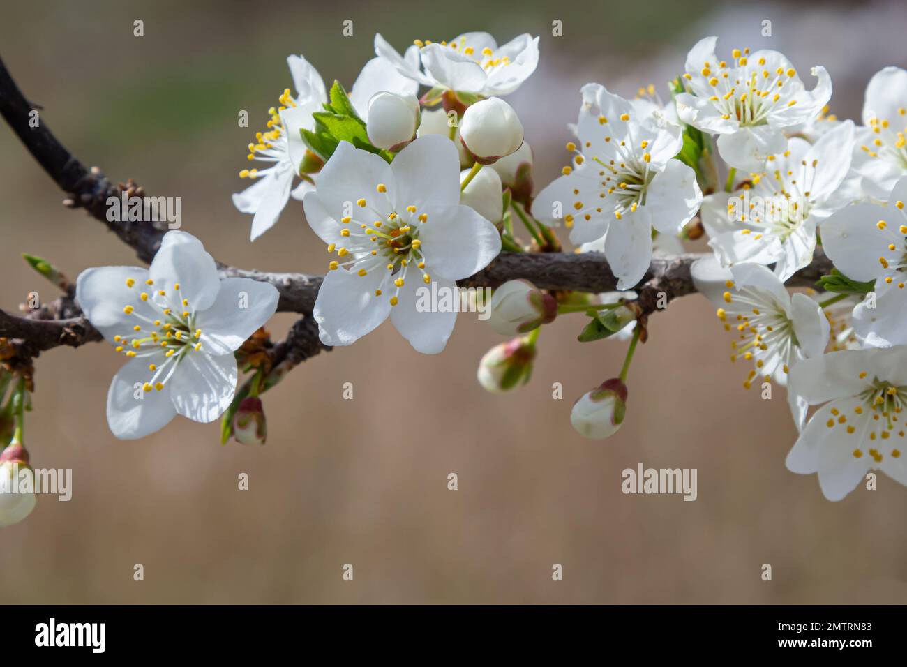 Prunus Cerasifera Blooming white plum tree. White flowers of Prunus ...