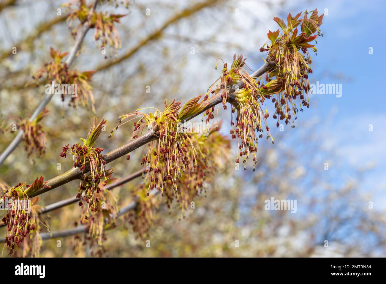 Young Maple leaves in spring,common name as Acer is a genus of trees ...