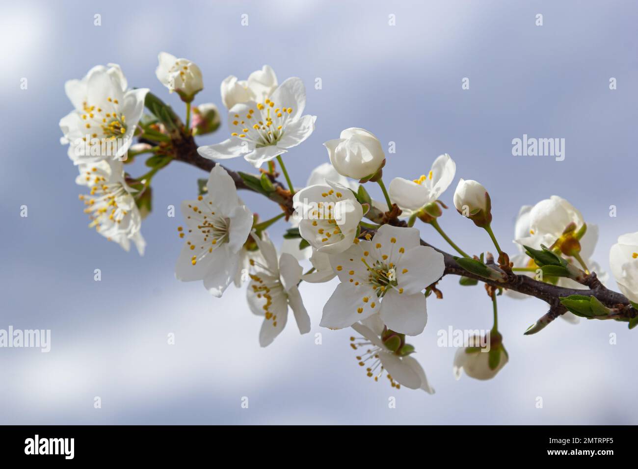 Prunus Cerasifera Blooming white plum tree. White flowers of Prunus ...