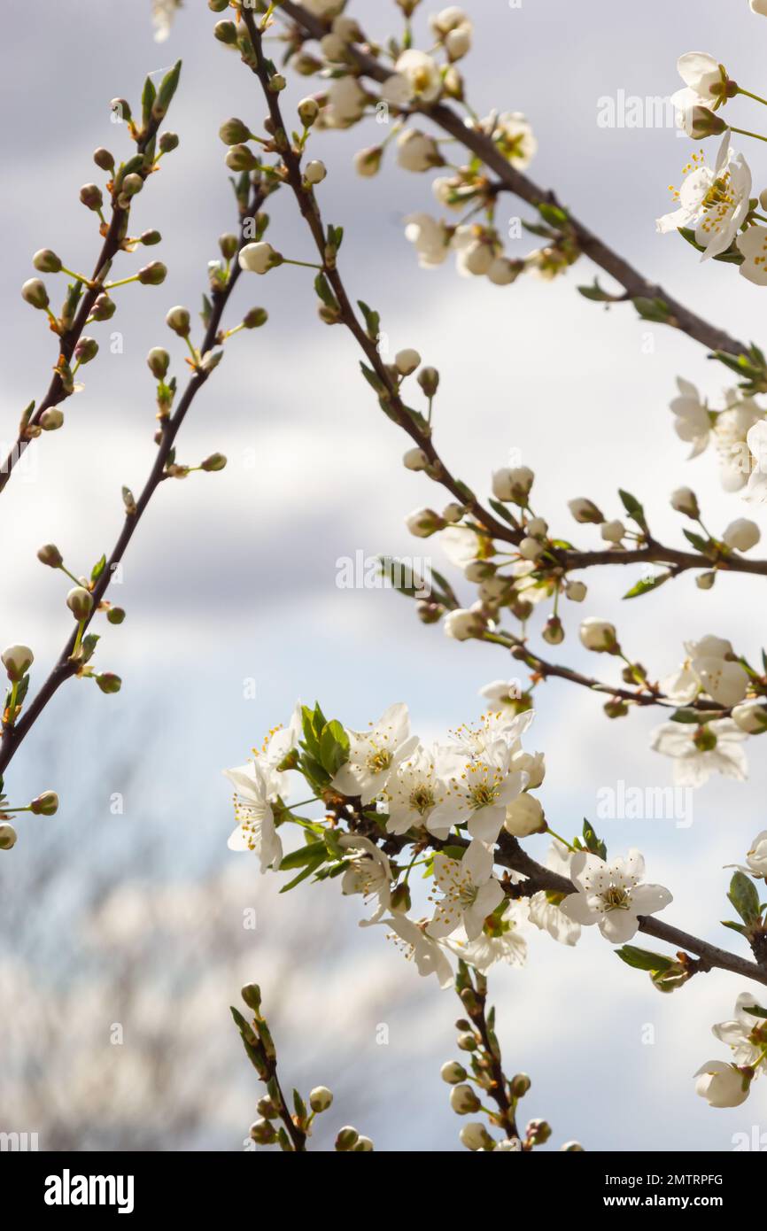 Prunus Cerasifera Blooming white plum tree. White flowers of Prunus ...