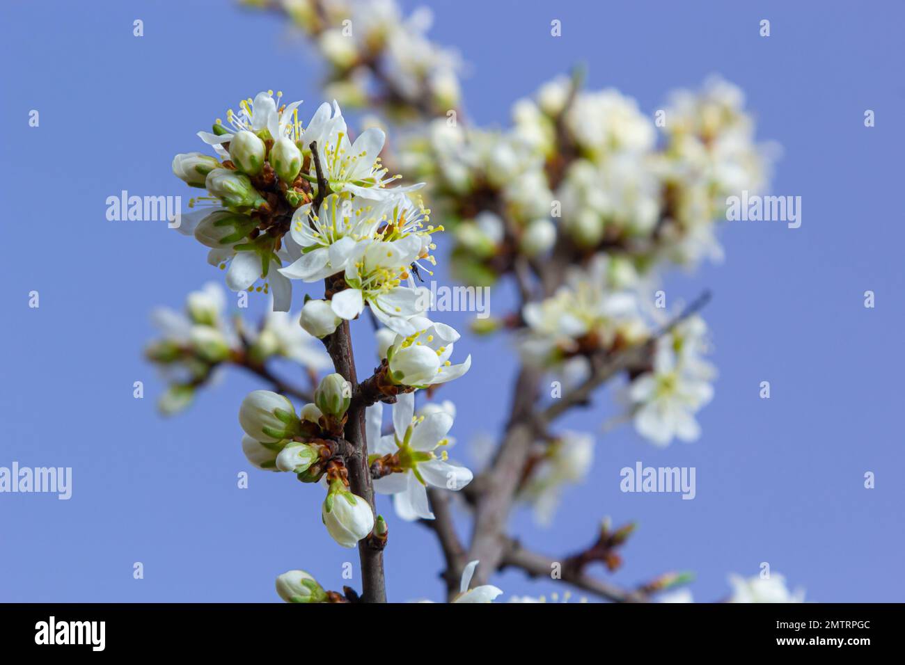 Prunus spinosa, called blackthorn or sloe, is a species of flowering ...