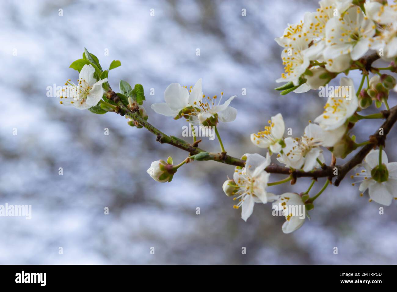 Prunus Cerasifera Blooming white plum tree. White flowers of Prunus ...