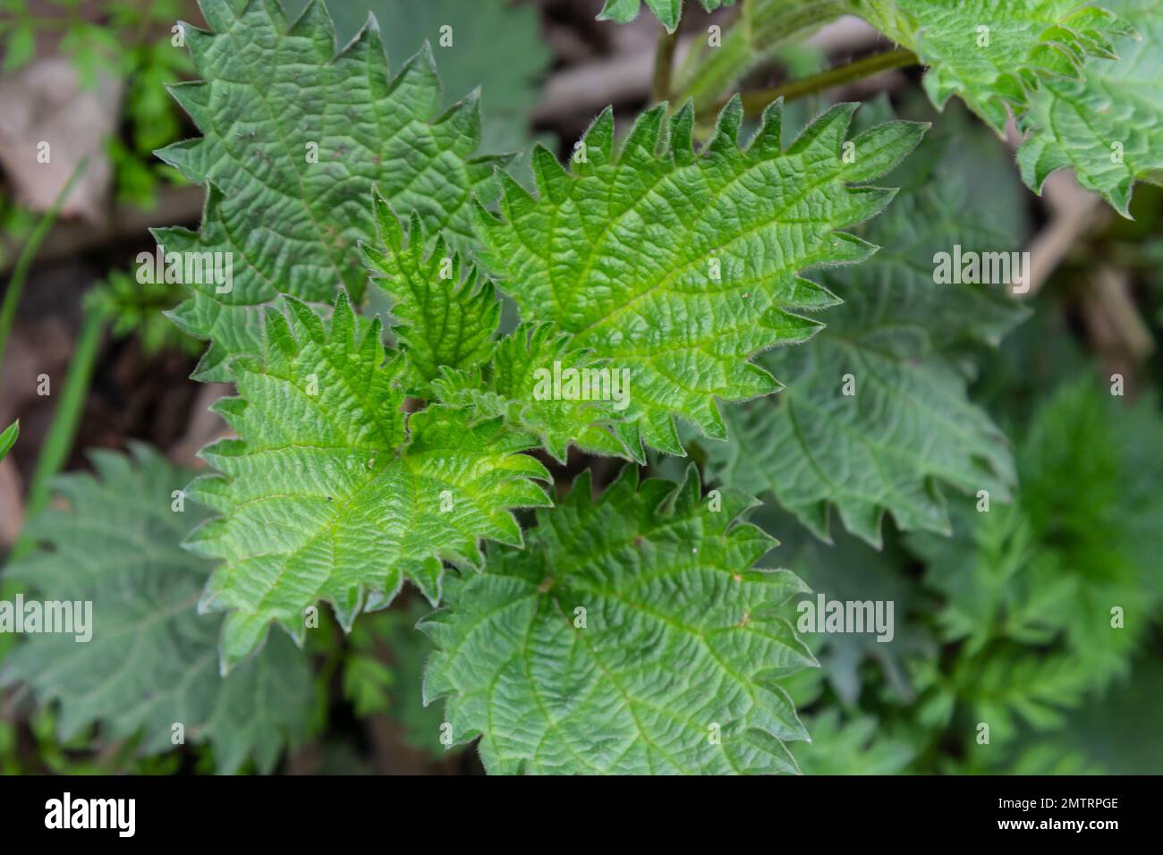 Bush of stinging-nettles. Nettle leaves. Top view. Botanical pattern ...