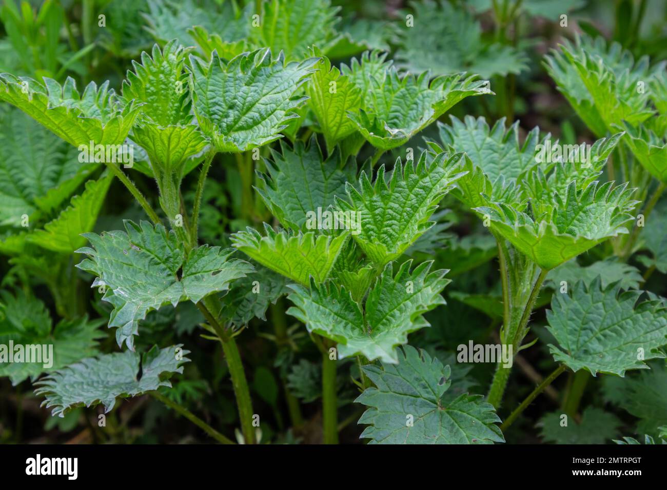 Bush of stinging-nettles. Nettle leaves. Top view. Botanical pattern ...