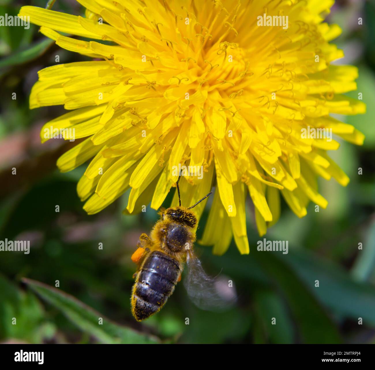 Closeup of the female of the Yellow-legged Mining Bee, Andrena flavipes ...