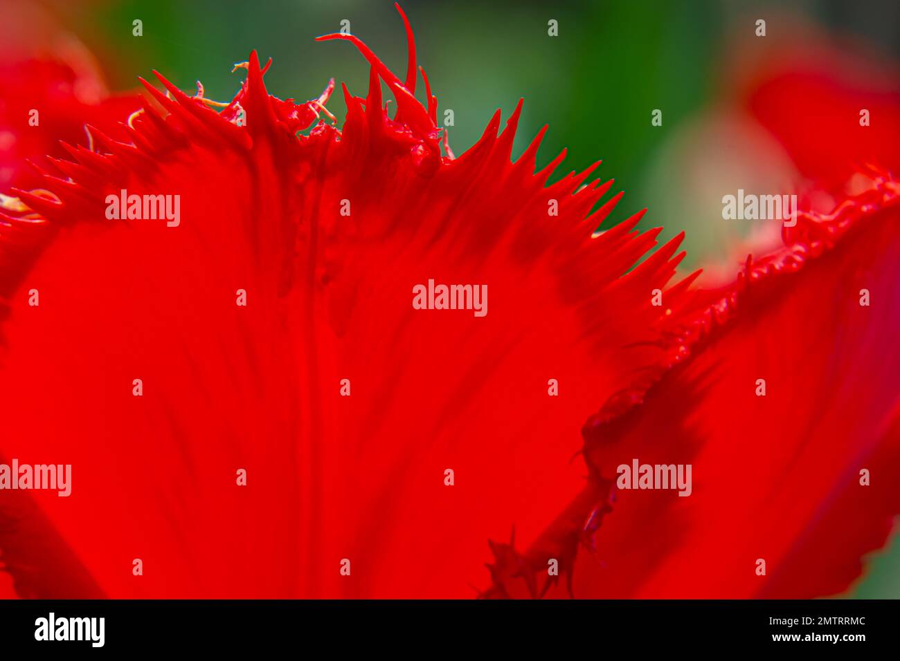 Red blooming tulip close-up. Wet wide red tulip petals with a black core and shiny water drops ...