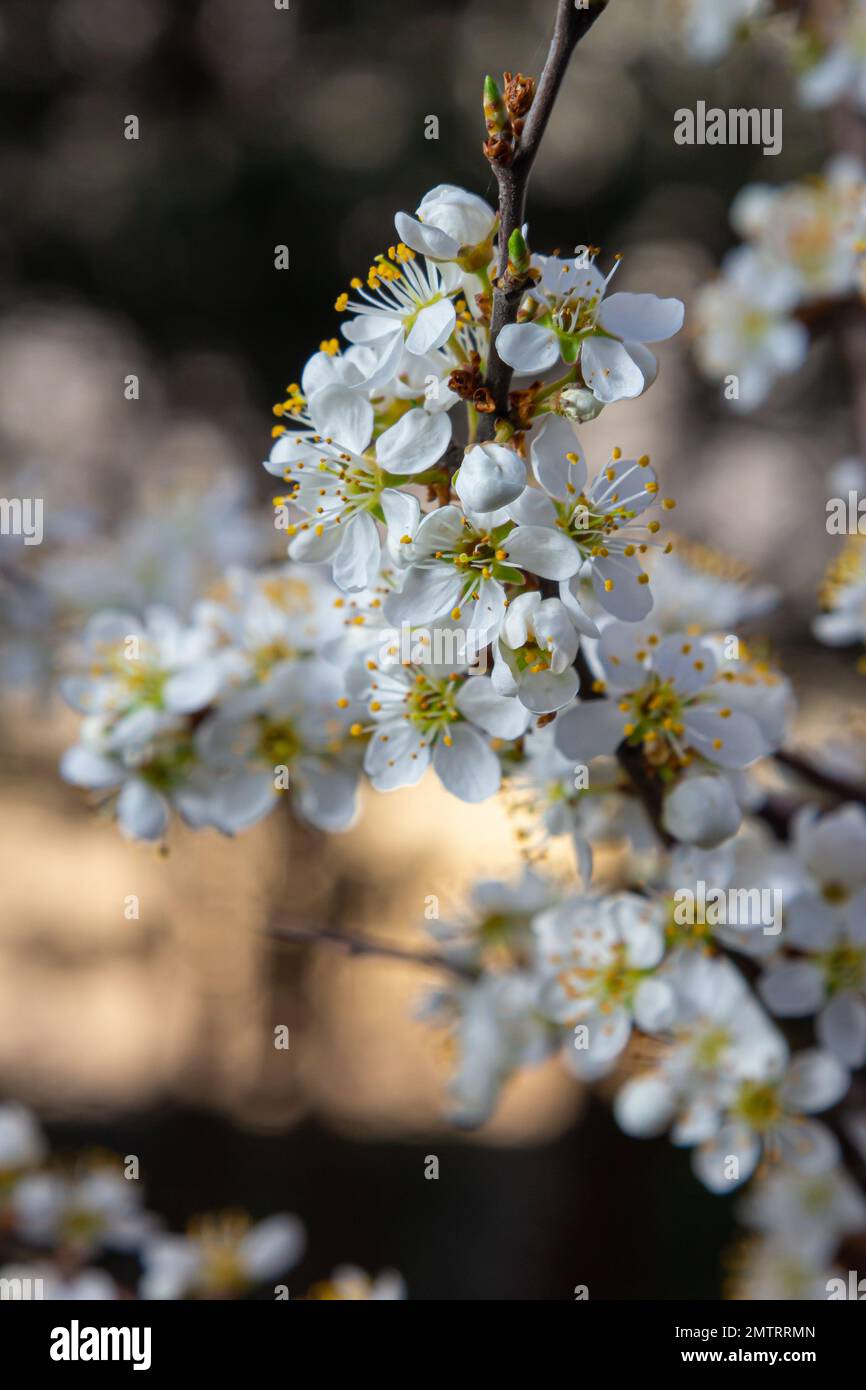 Sloe tree hi-res stock photography and images - Alamy