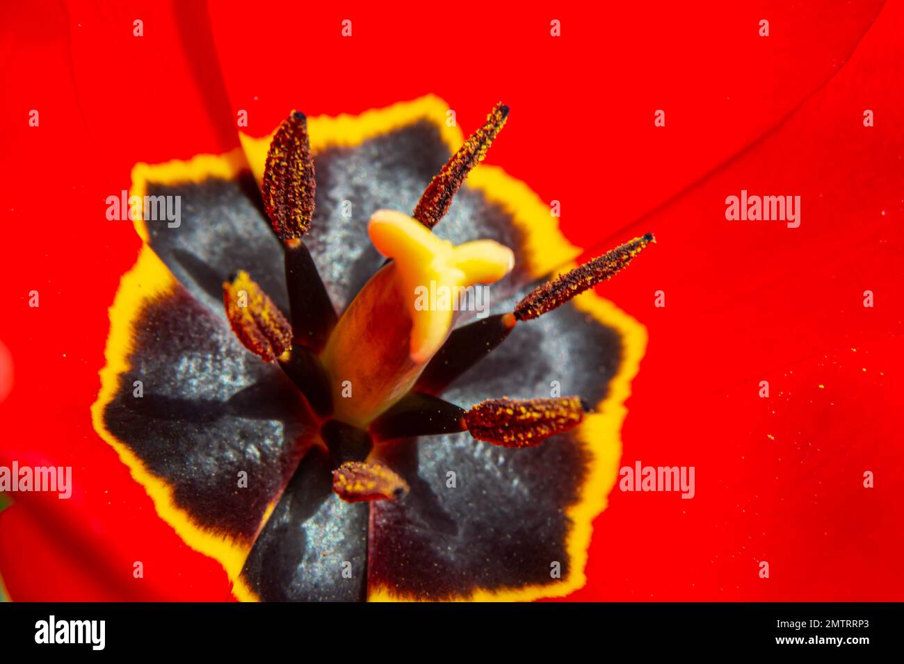 Red blooming tulip close-up. Wet wide red tulip petals with a black core and shiny water drops ...