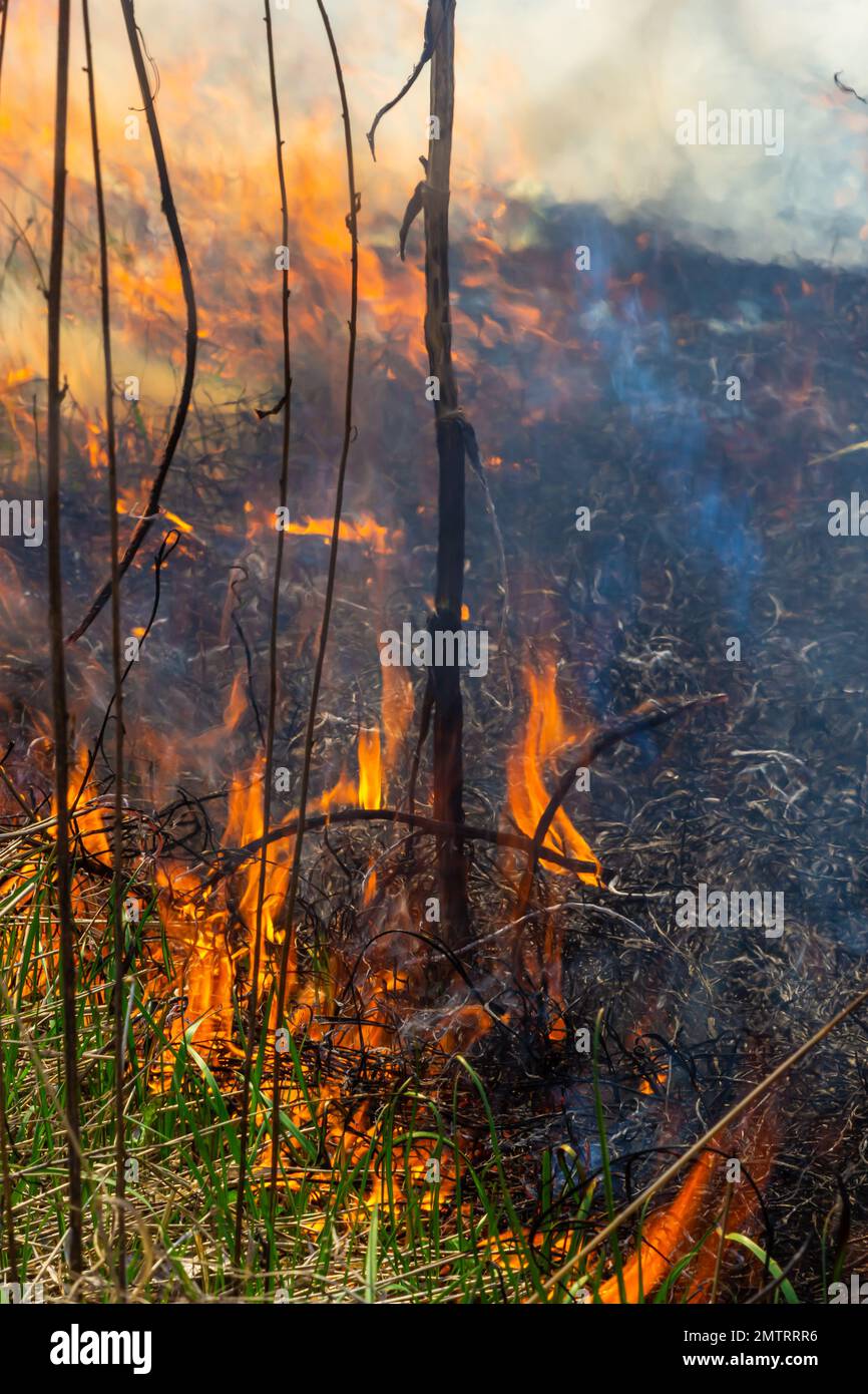 Burning old dry grass in garden. Flaming dry grass on a field. Forest ...