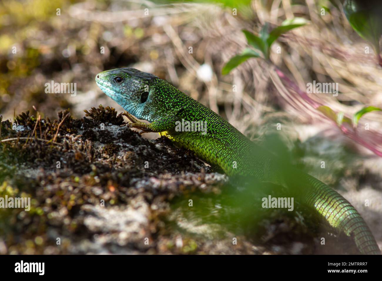 Lacerta viridis, Green and blue lizard with ticks, macro photo of a ...