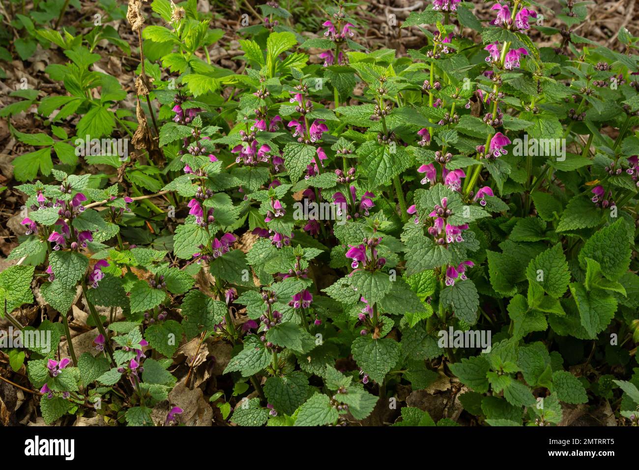 Blooming Lamium maculatum Roseum, spotted henbit, spotted dead-nettle ...