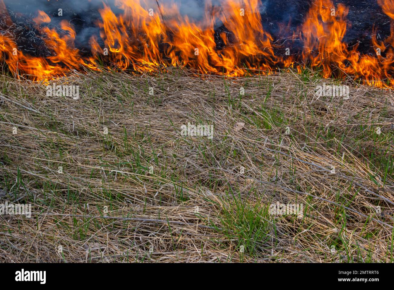 Burning old dry grass in garden. Flaming dry grass on a field. Forest ...