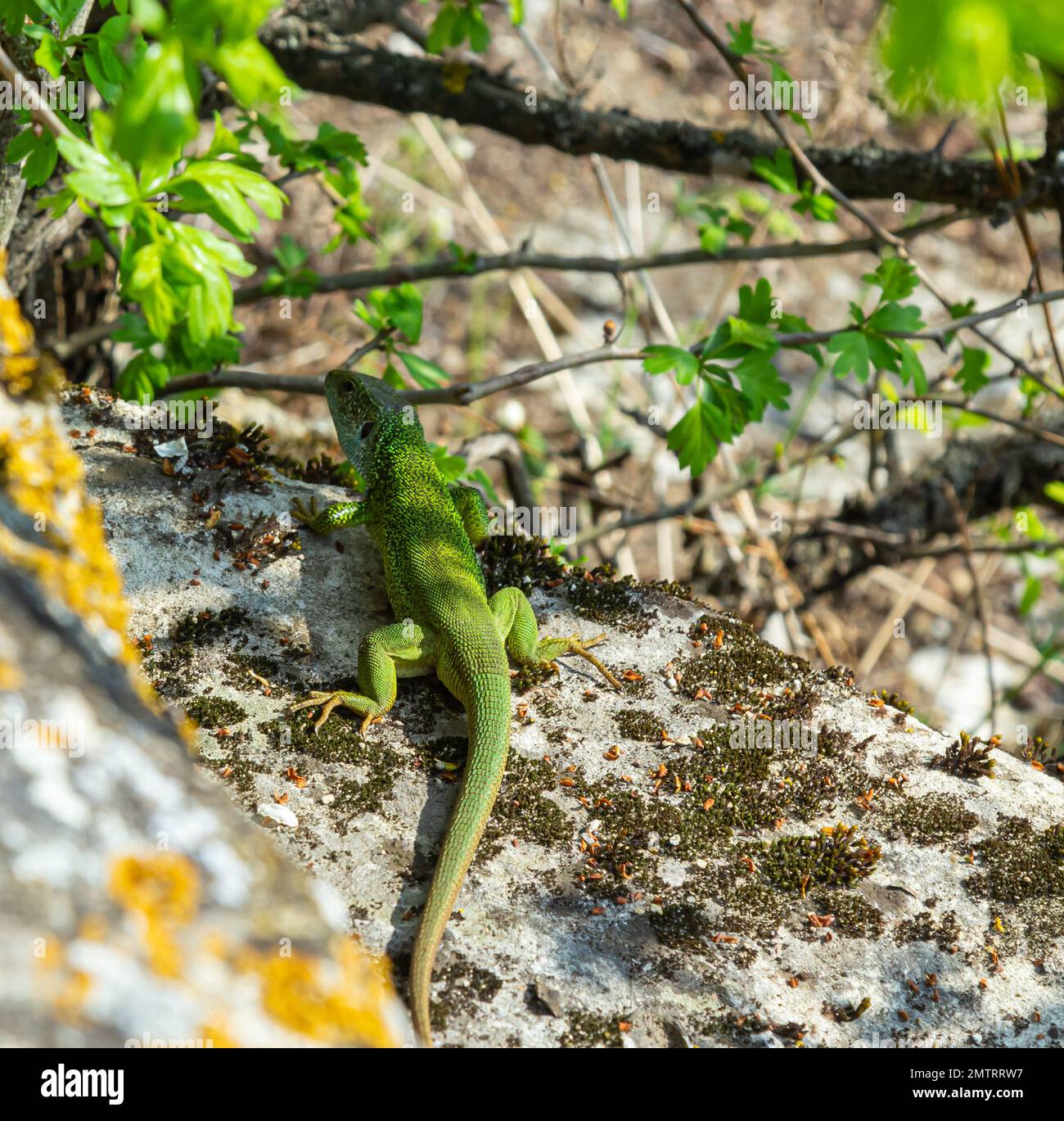 Lacerta viridis, Green and blue lizard with ticks, macro photo of a ...