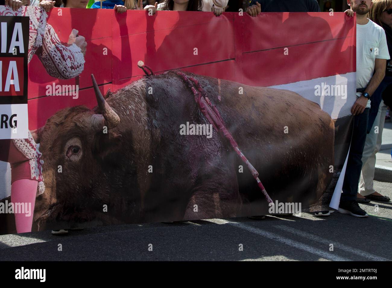Protesters carry a banner showing a bull during an anti bullfighting ...