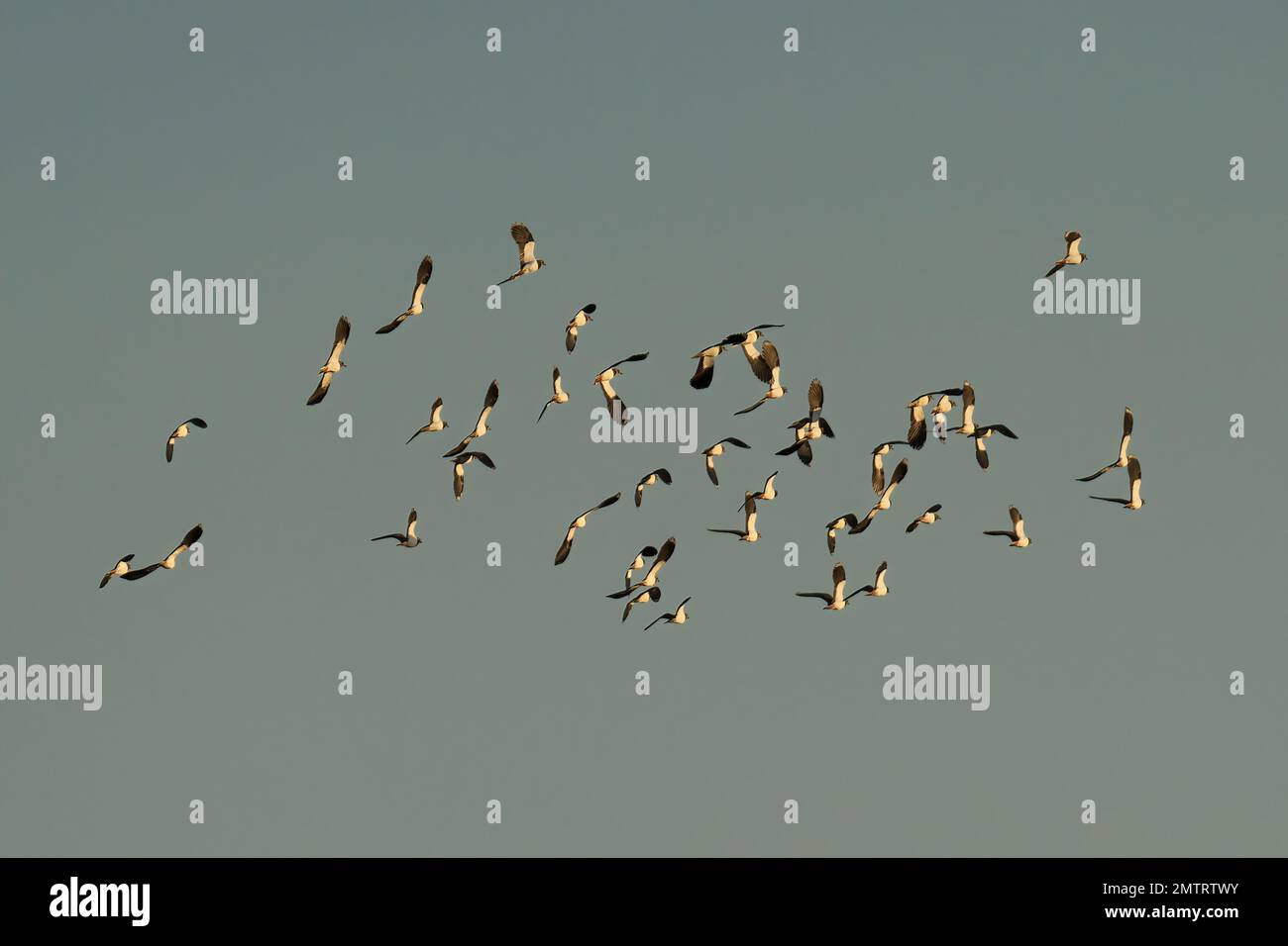 A flock of northern lapwings in flight Stock Photo - Alamy