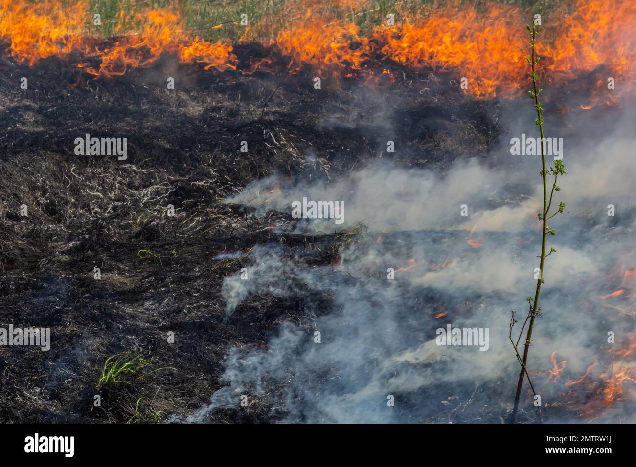 Burning old dry grass in garden. Flaming dry grass on a field. Forest ...