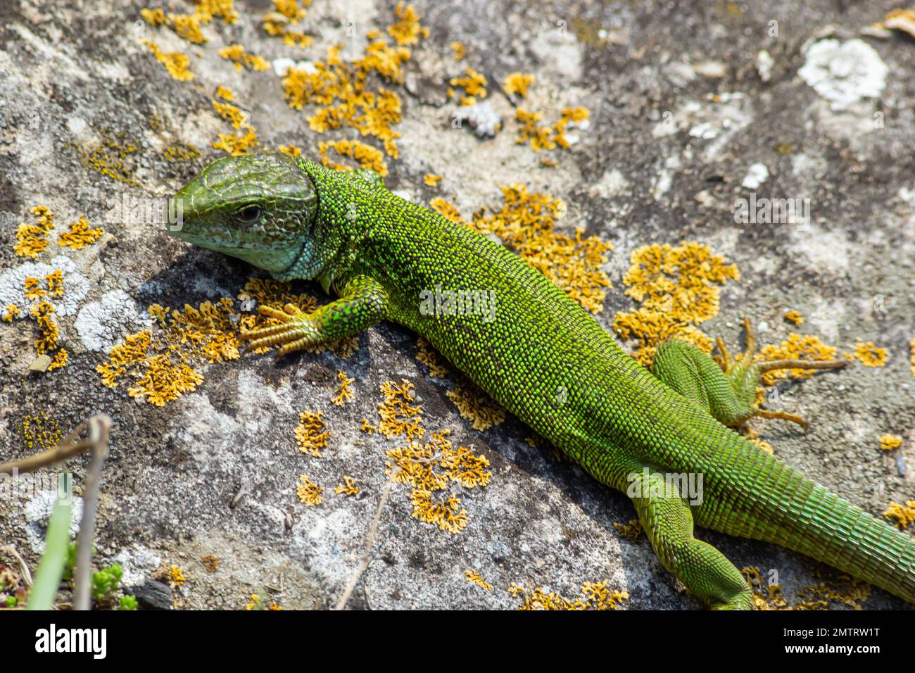 Green lizard, Lacerta viridis, is a species of lizard of the genus ...