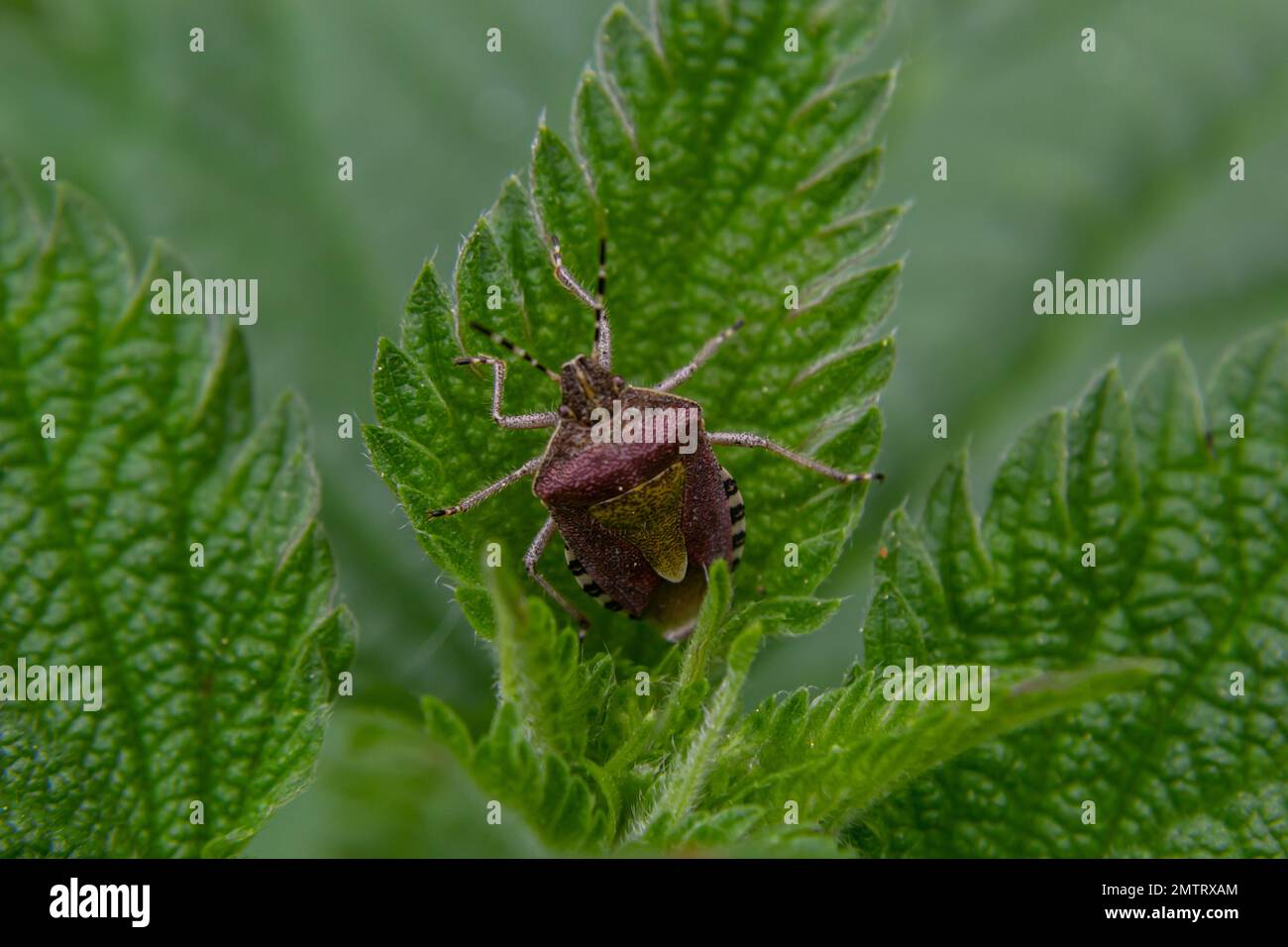 Close up of the sloe bug or Hairy shieldbug, Dolycoris baccarum, in the ...