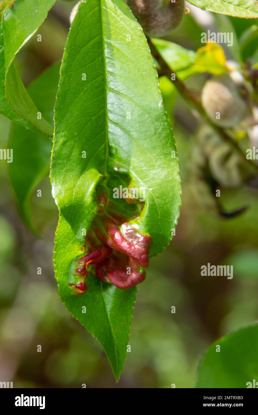Detail of peach leaves with leaf curl, Taphrina deformans, disease ...