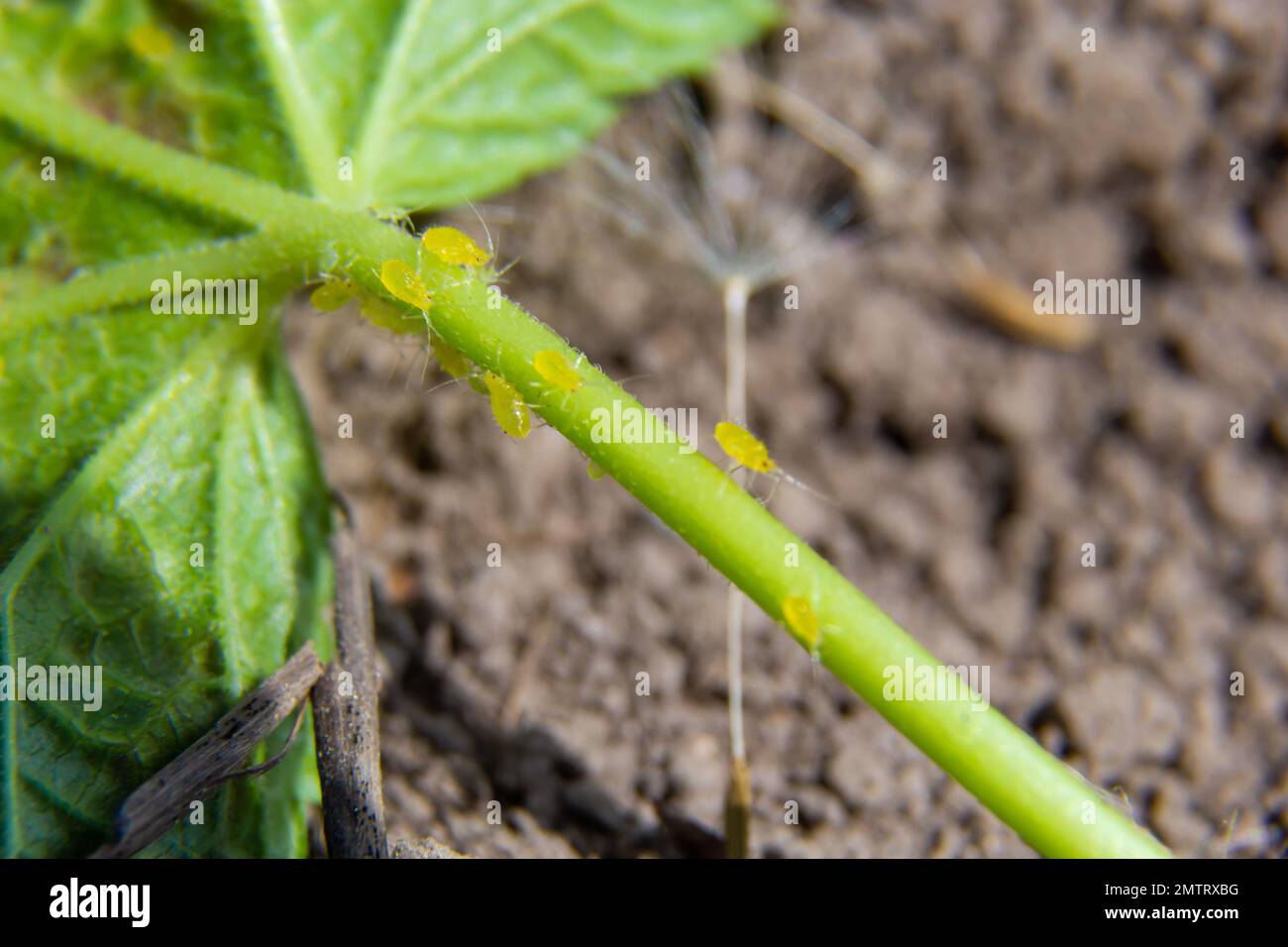 Branch of fruit tree with wrinkled leaves affected by black aphid ...