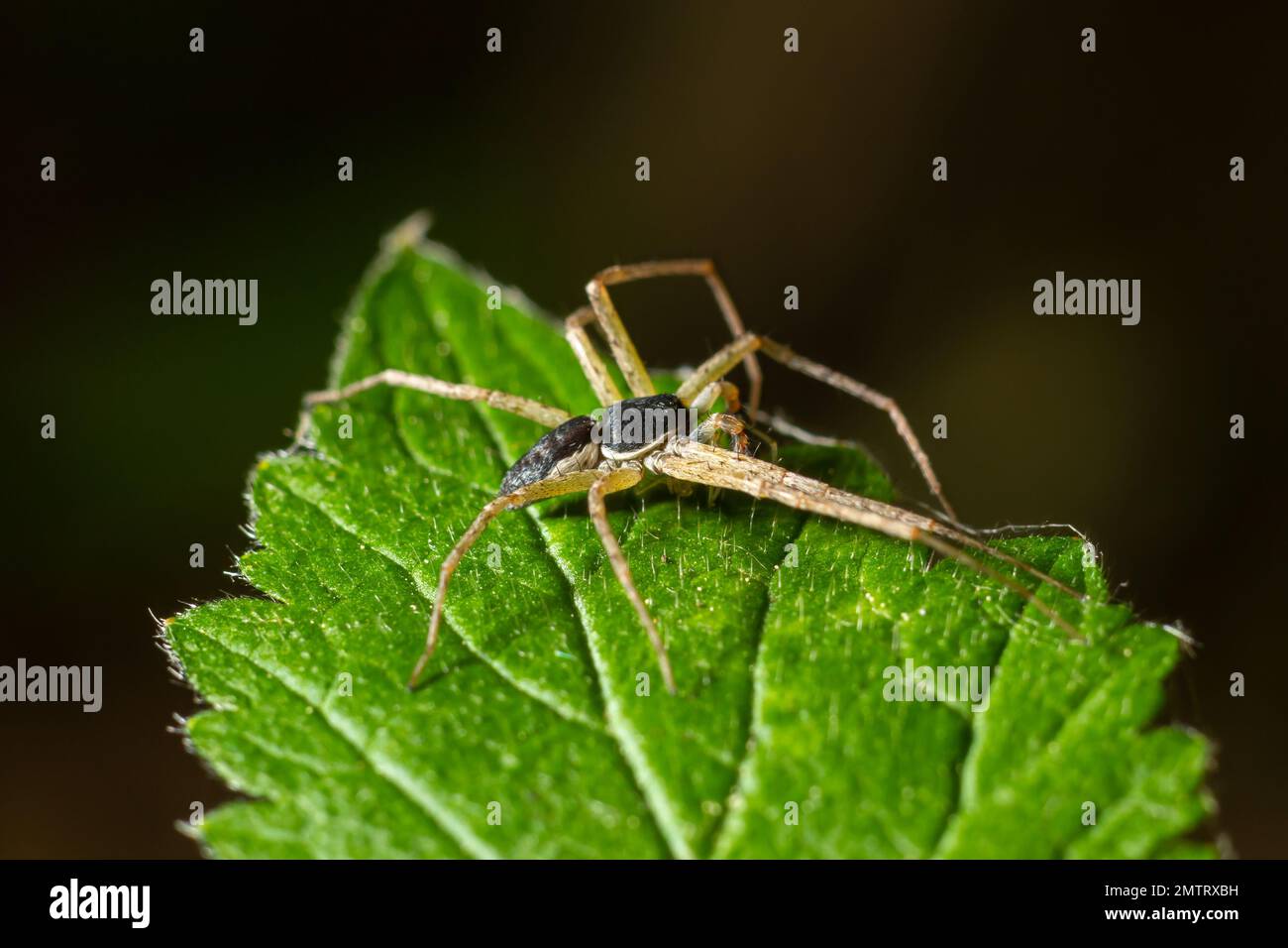 Adult Male Running Crab Spider of the Family Philodromidae Stock Photo ...