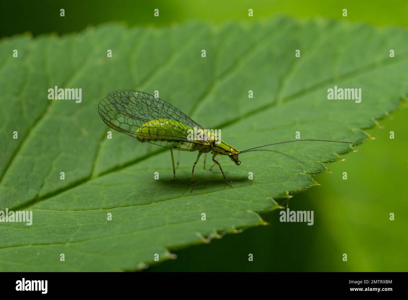 Green Lacewing, Chrysopa perla, hunting for aphids. It is an insect in ...