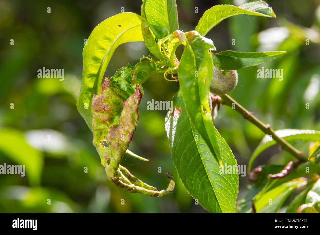 Detail of peach leaves with leaf curl, Taphrina deformans, disease. Leaf disease outbreak ...