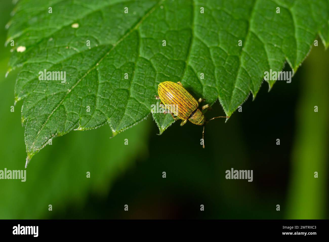 Phyllobius argentatus is a species of short-nosed weevil commonly known ...
