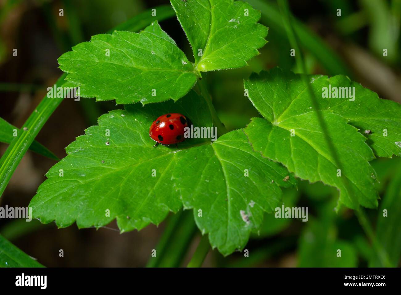 Ladybug with seven spots, Coccinella septempunctata, Coleoptera ...