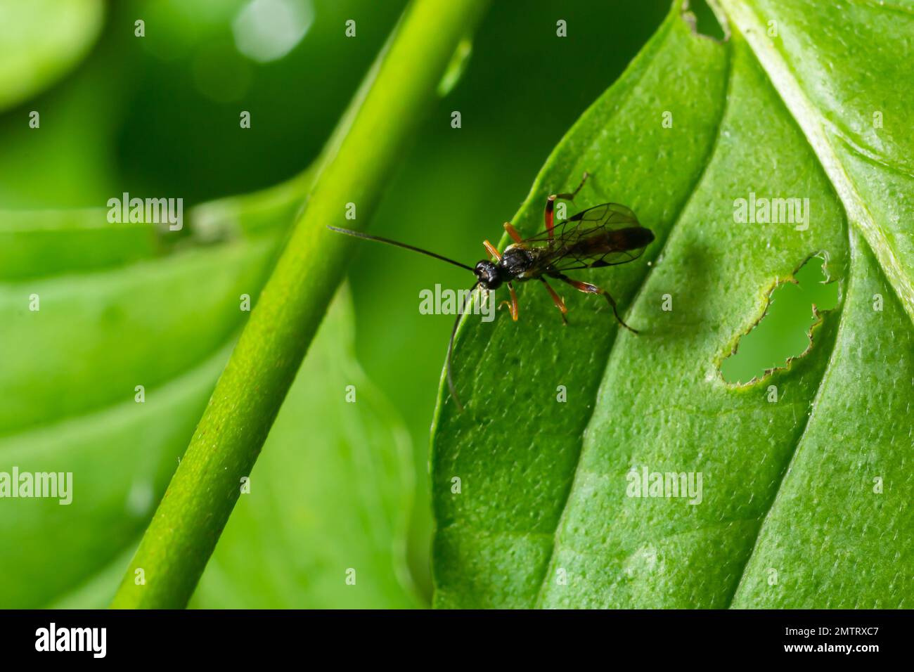 Parasitoid wasps hi-res stock photography and images - Alamy