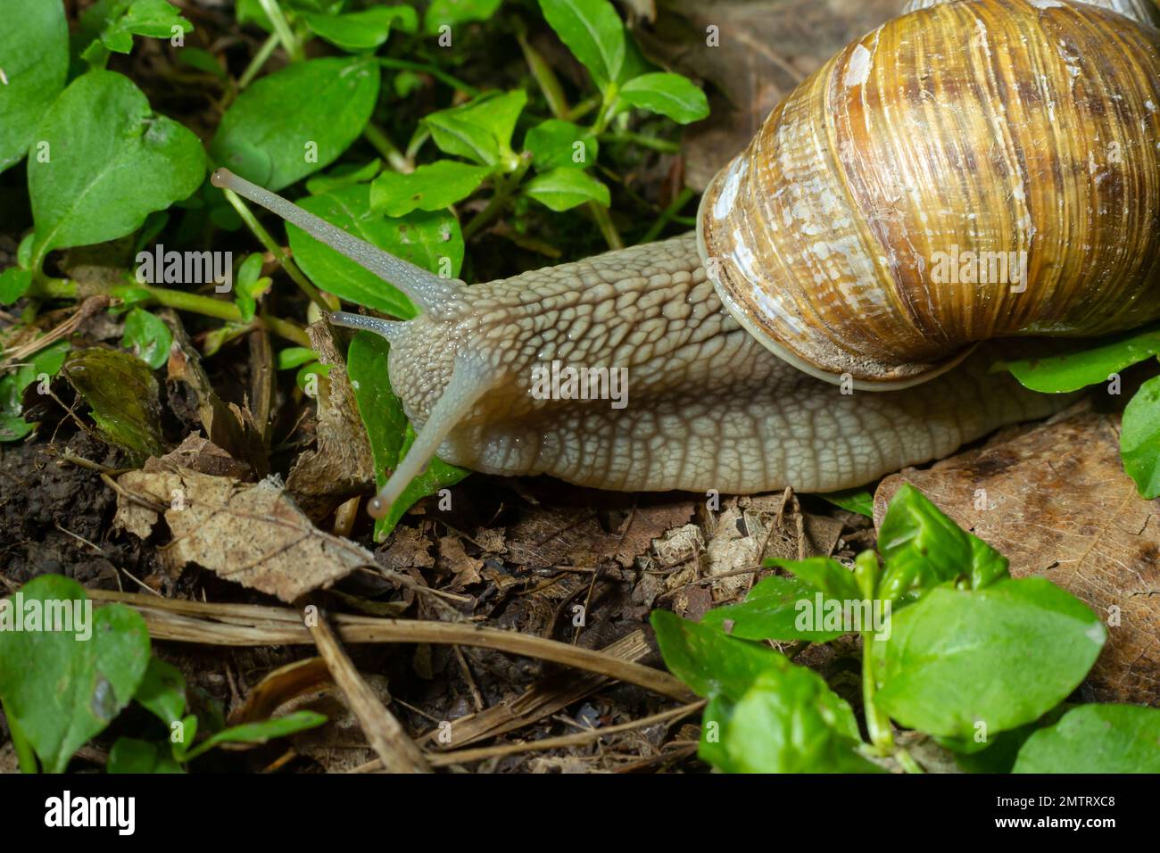 Helix pomatia also Roman snail, Burgundy snail, edible snail or ...