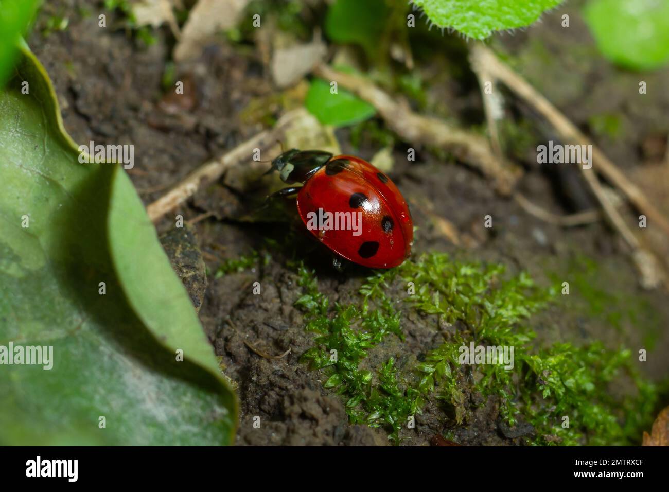 Ladybug with seven spots, Coccinella septempunctata, Coleoptera ...