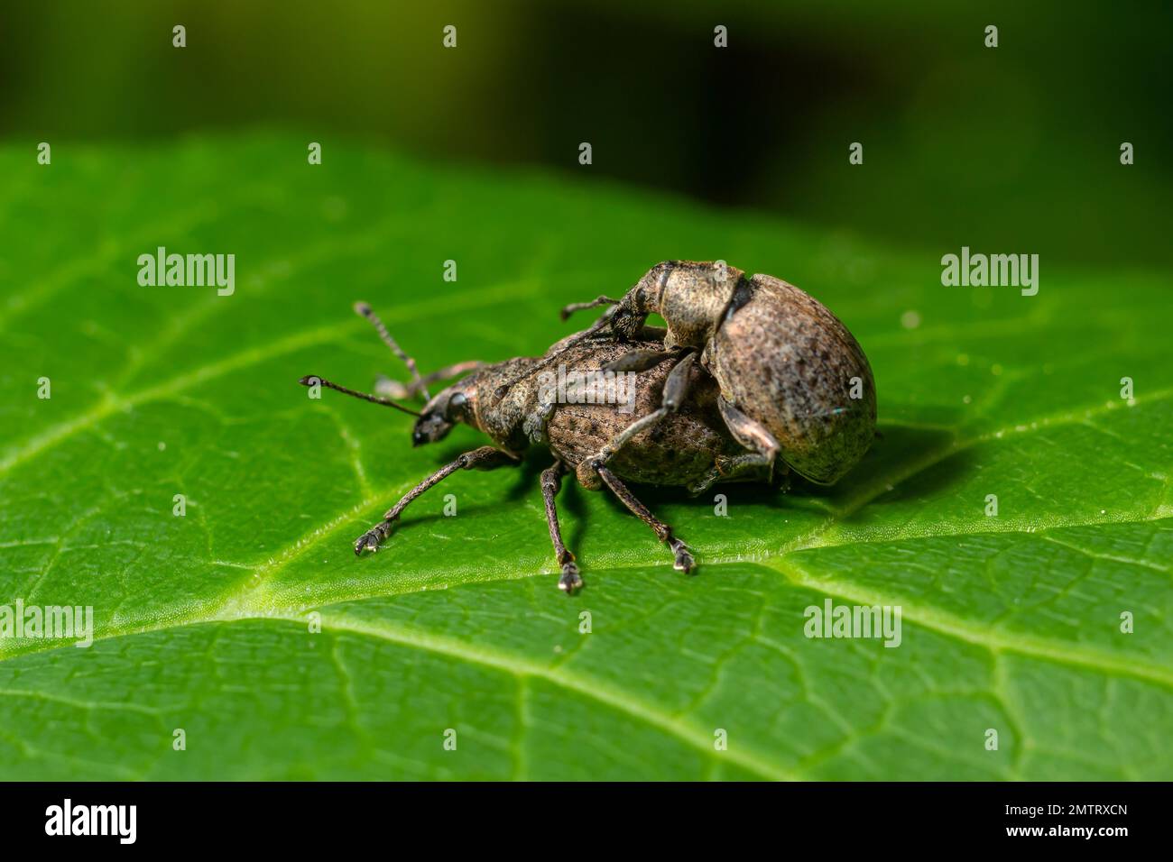 Vine weevil leaf hi-res stock photography and images - Alamy