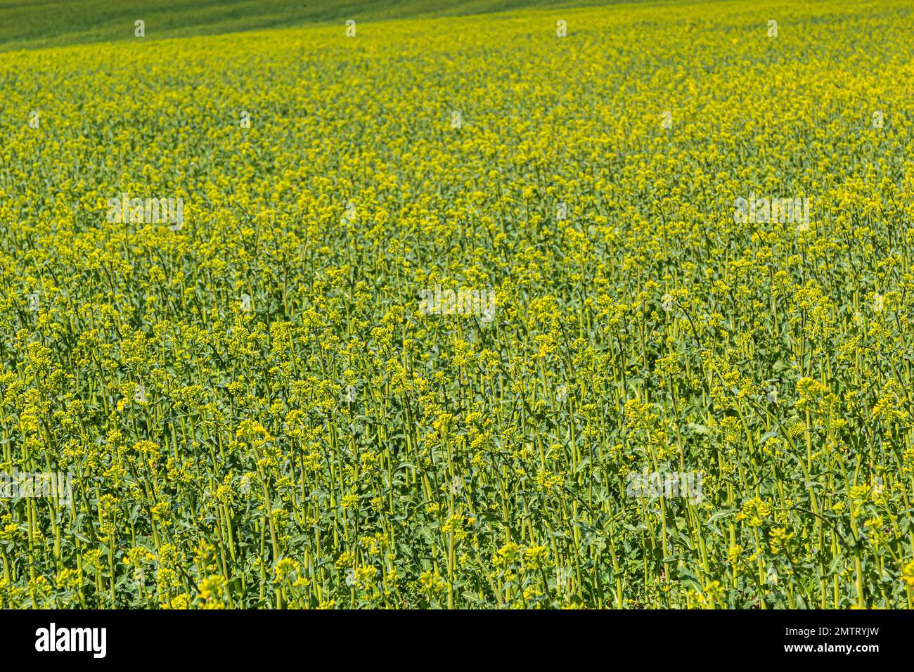Rapeseeds flowering field. Blooming canola flowers close up. yellow ...