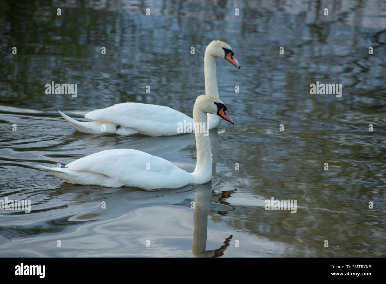 Whooper swan - Cygnus olor in the water on a dark background. River ...