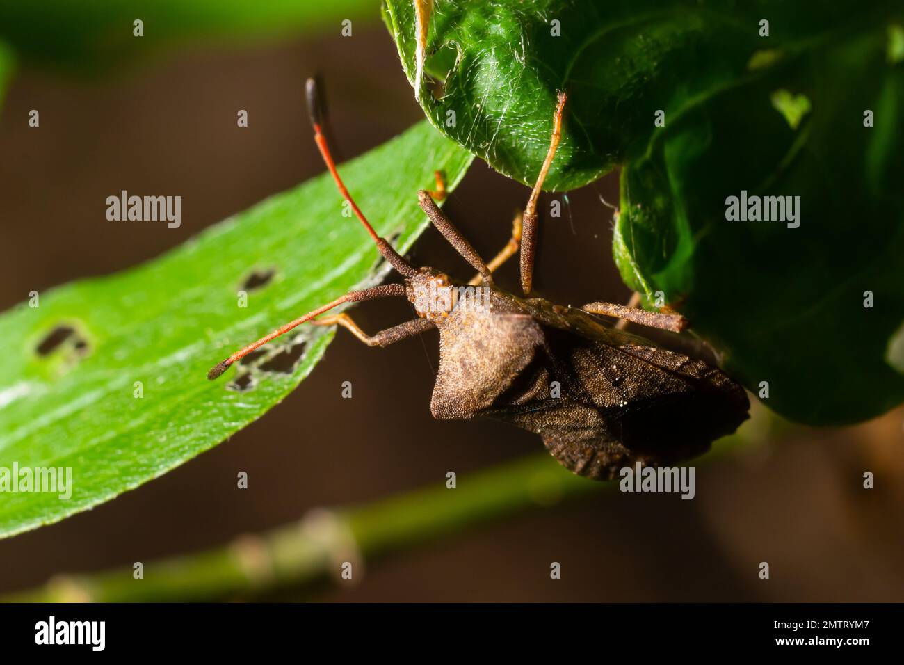 Squash bug Coreus marginatus. Dock bug Coreus marginatus on a green ...