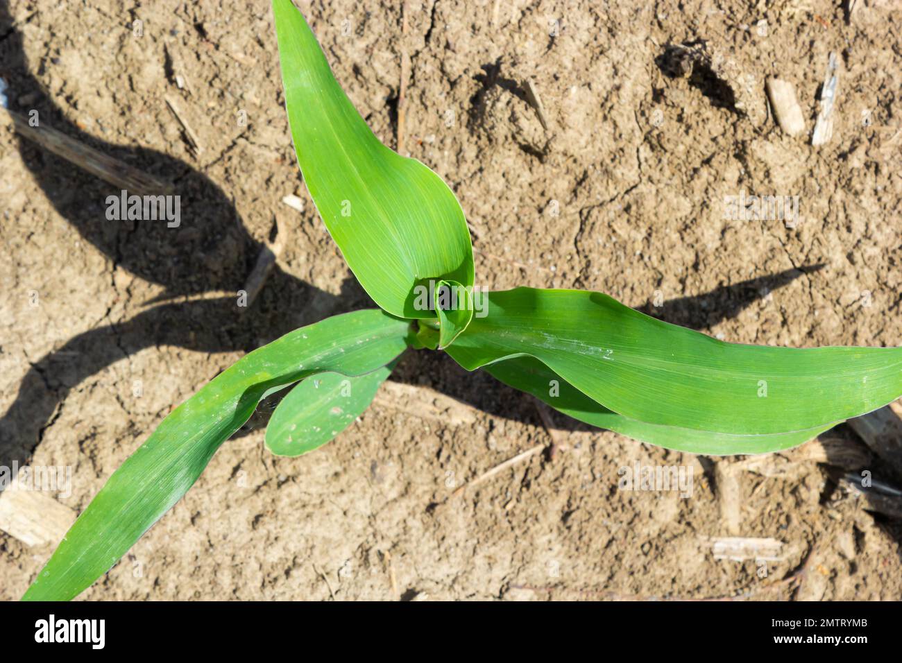close up of a healthy young cornstalk in a cornfield with soil dry and ...