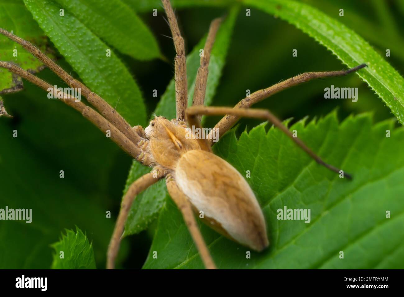 Adult Male Running Crab Spider of the Family Philodromidae Stock Photo ...