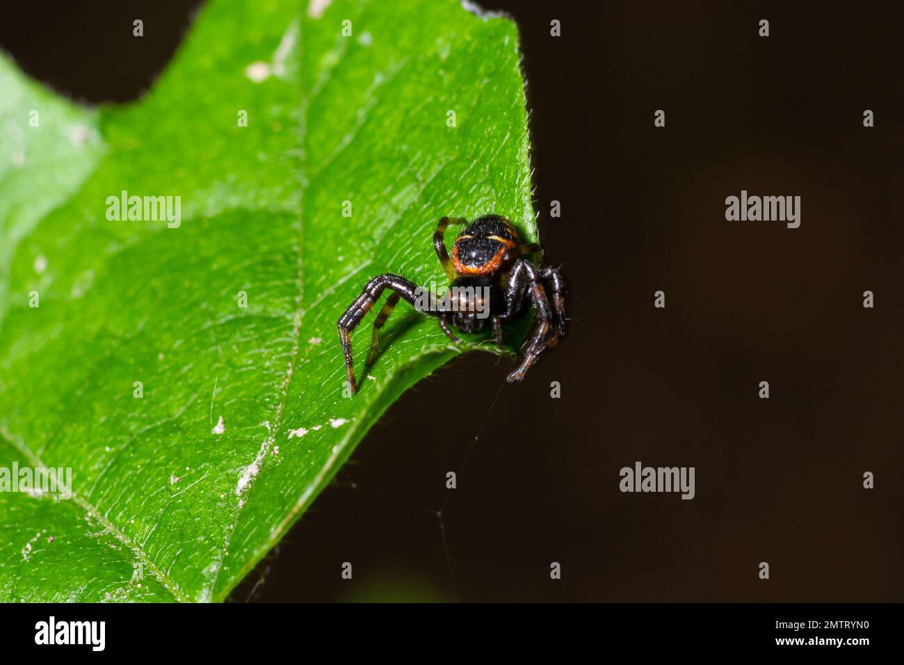 Macro photo of a crab spider hanging onto a plant, Xysticus Croceus ...