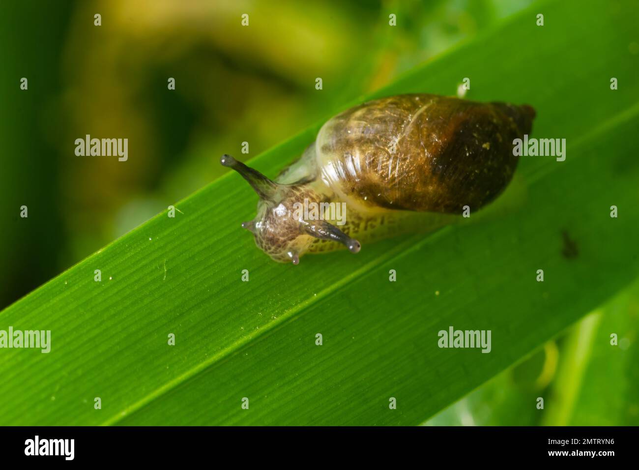 Amber snail, succinea putris, shell on a leaf on a summers day Stock ...