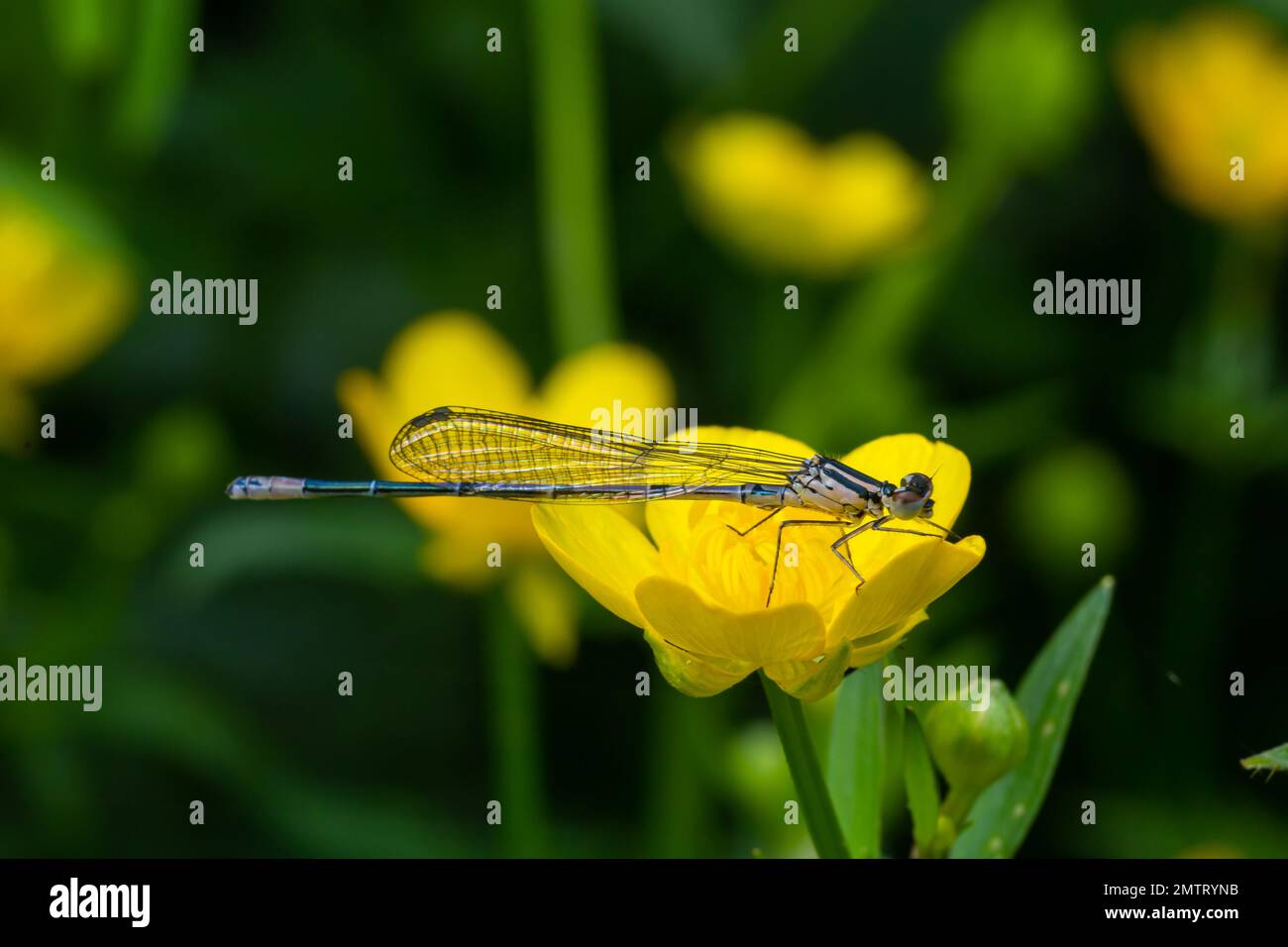 Carnivorous insects hi-res stock photography and images - Alamy