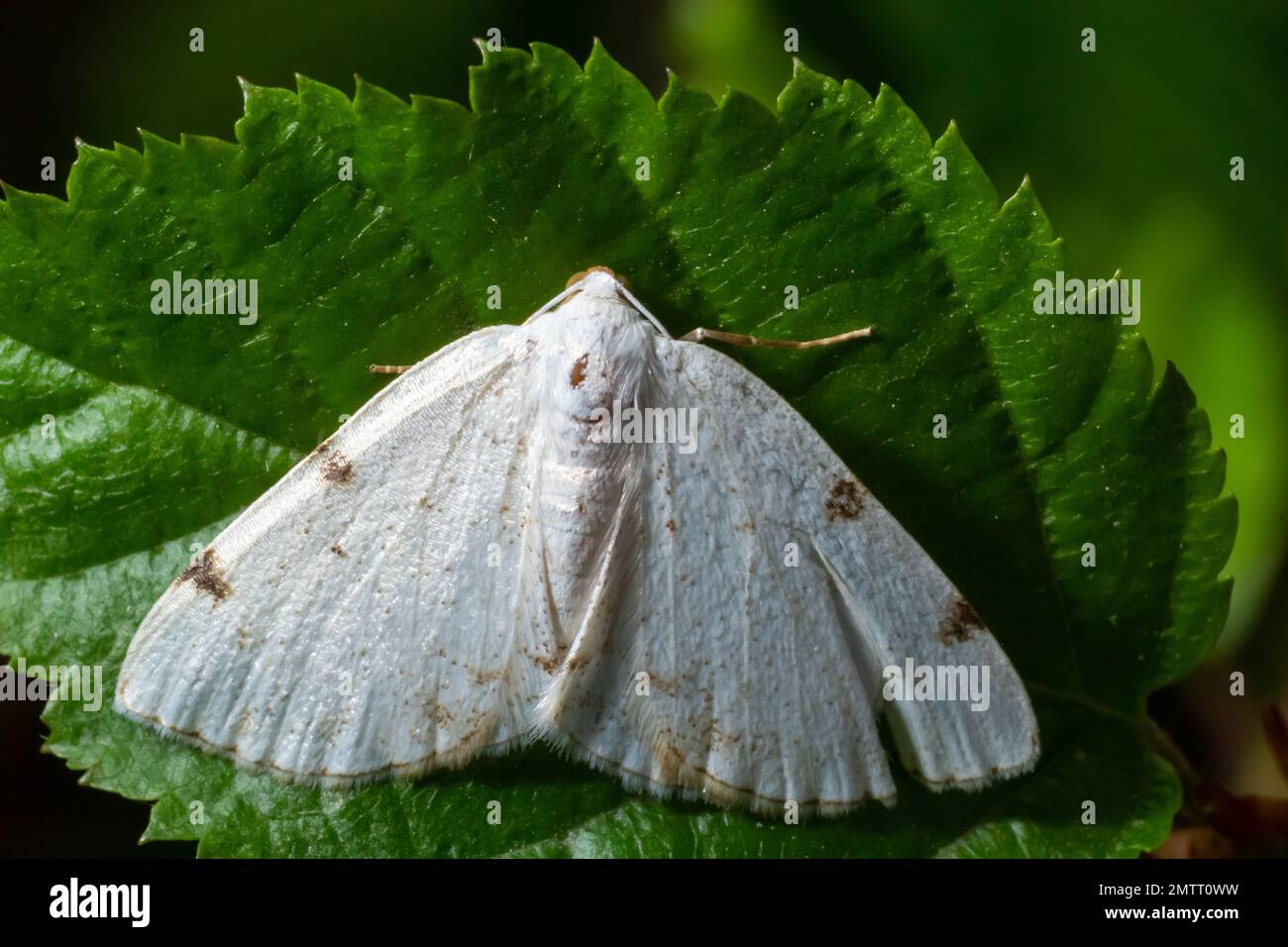 Lomographa temerata, the clouded silver, is a moth of the family ...